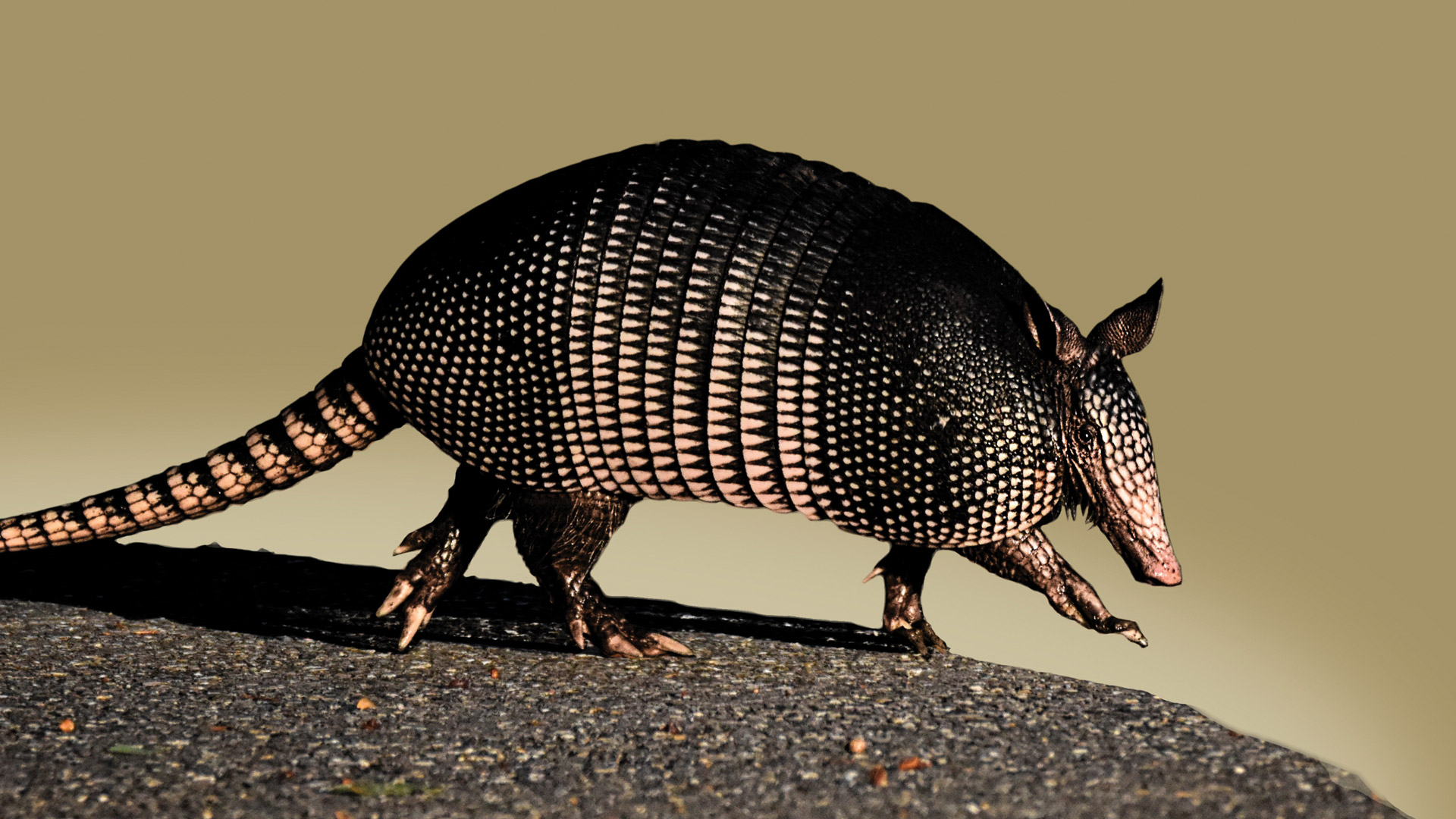 University of Florida Research